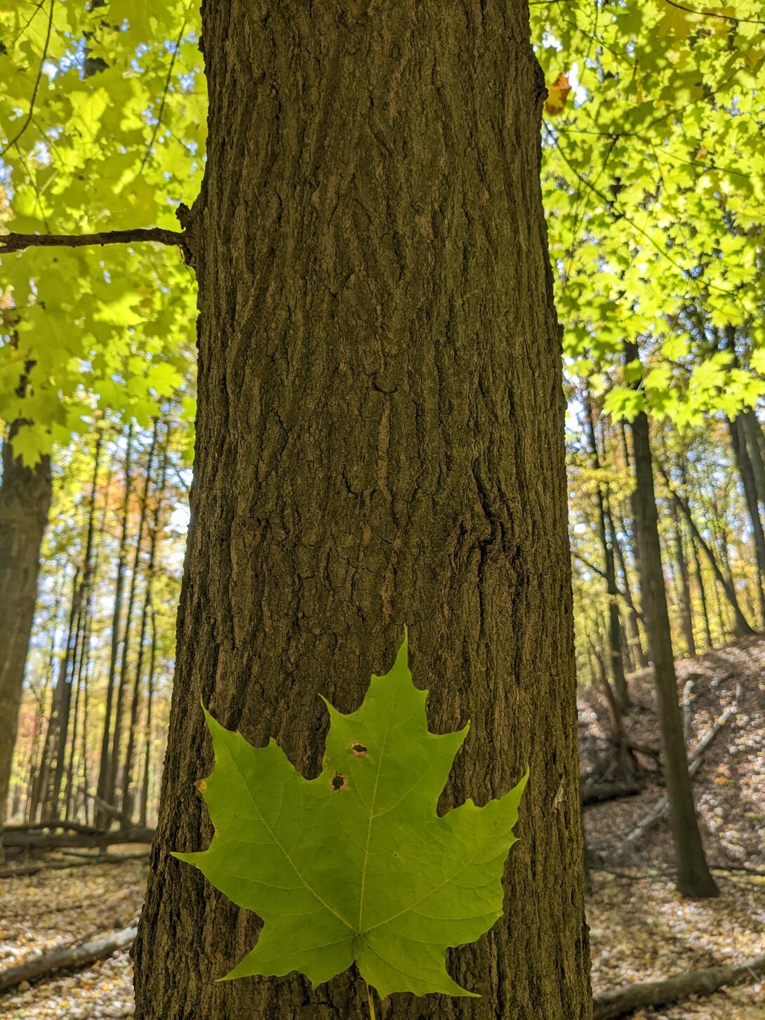 Sugar Maple | CMP Tree Selection Tool